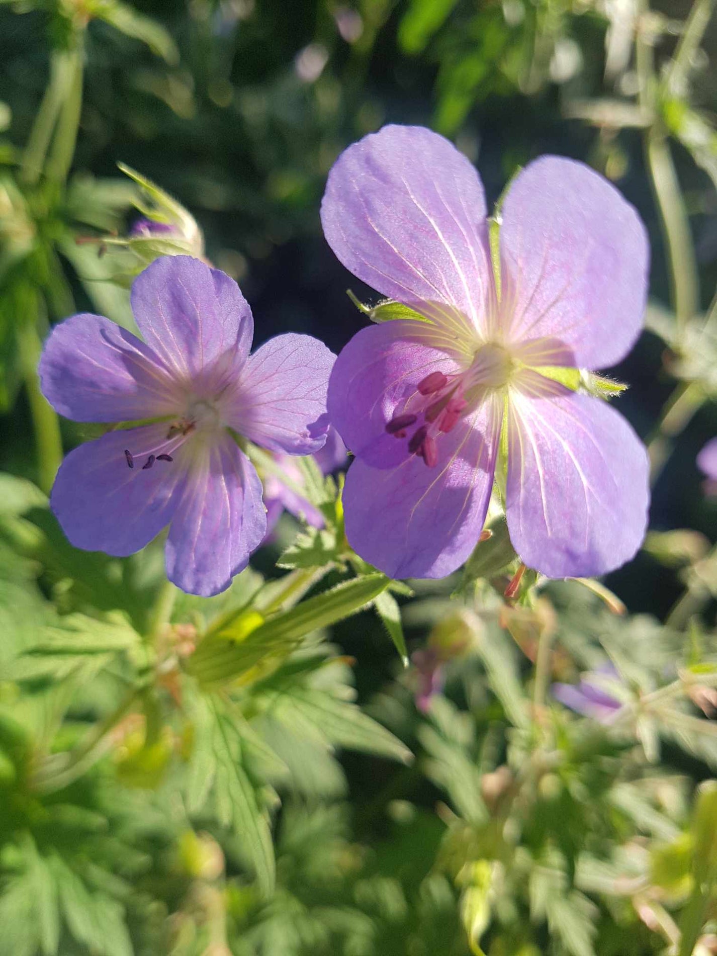 Géranium Rozanne – Les semences la campagnarde